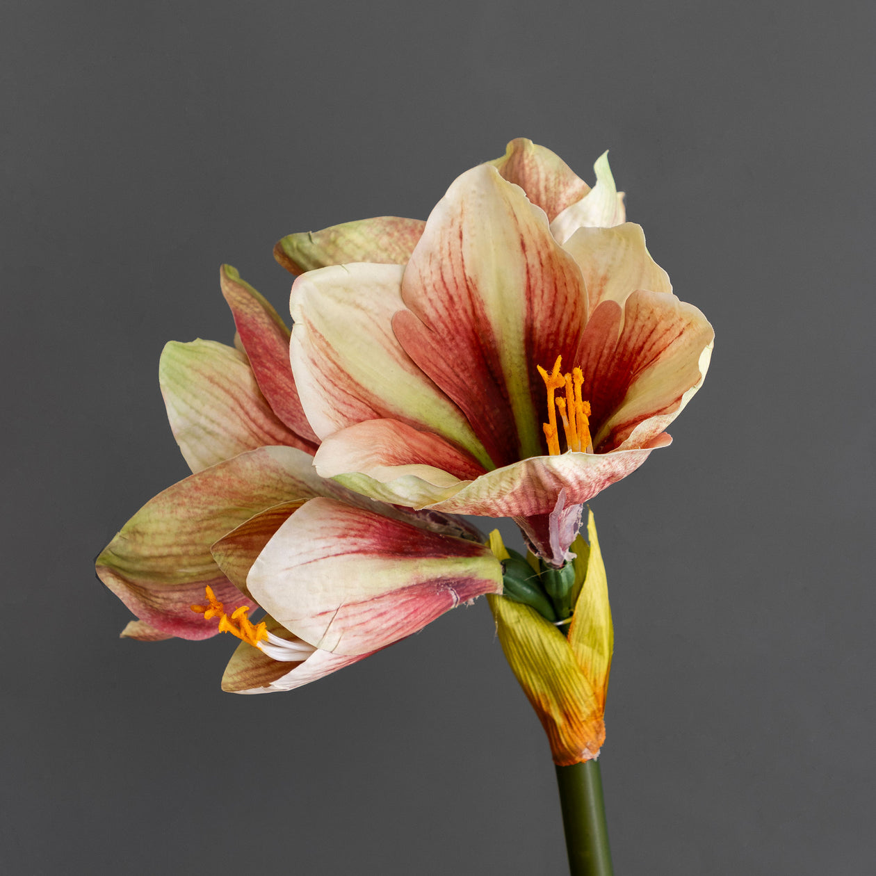 Large Stripe Amarylis - Single Stem – Susie Watson Designs